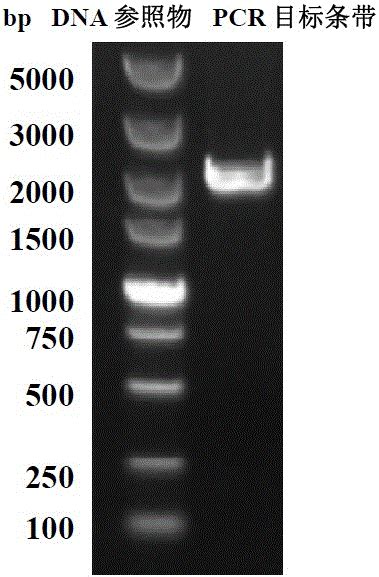 New Gene Screening Method Eureka Patsnap
