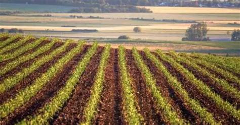 Plant Breeding To Increase Crop Yields Assignment Point