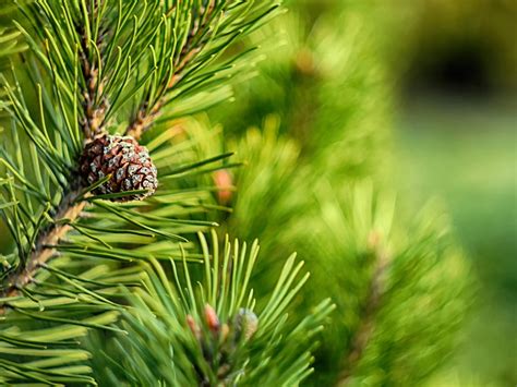 结构型模式 代理模式 Blank