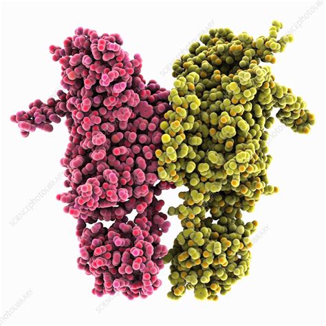 Human Synaptic Vesicle Glycoprotein 2a Molecular Model Stock Image C060 1650 Science