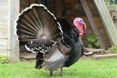 Bronze Turkey Breed Profile Backyard Poultry