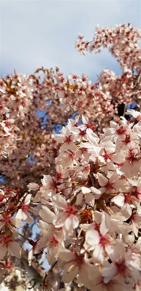 Ceri Jepang Cherry Berbunga Foto Gratis Di Pixabay Pixabay