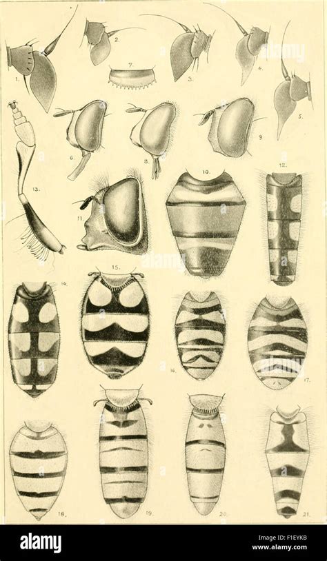 Diptera Brachycera 1920 Is A Work That Focuses On The