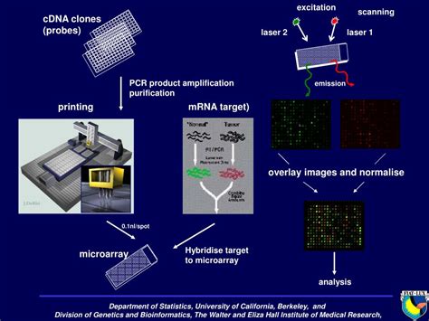 Ppt Image Analysis On Cdna Microarray Data Demo Of Spot Powerpoint
