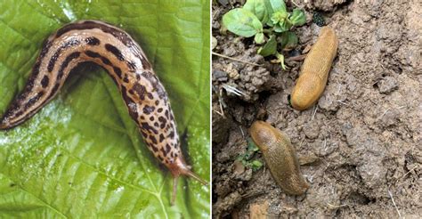 Why Slugs Thrive In Oregon And Simple Fixes Most People Miss