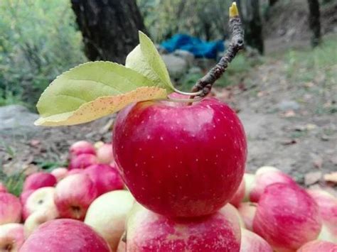 Natural Ambri Kashmir Apple For Human Consumption Packaging Type
