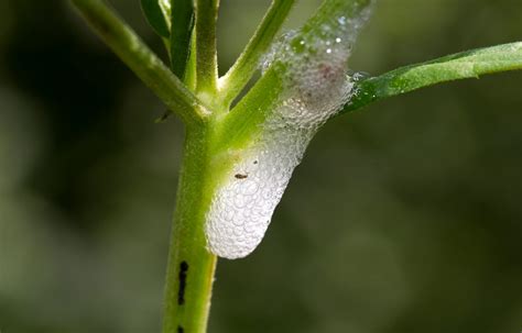 Cest Quoi Cette Mousse Blanche Qui Apparaît Sur Vos Plantes Tout Savoir Sur Lécume Printanière