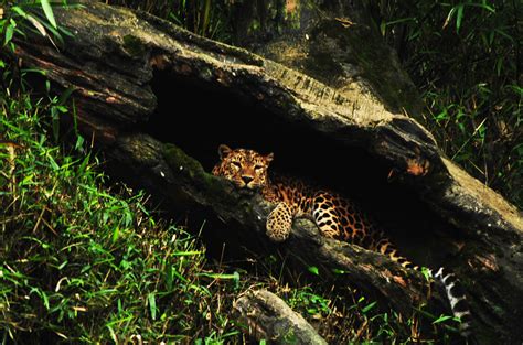 Macan Tutul Terekam Kamera Di Pegunungan Sanggabuana Tanda Baik
