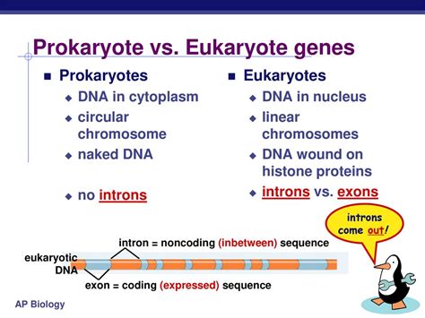From Gene To Protein How Genes Work Ppt Download