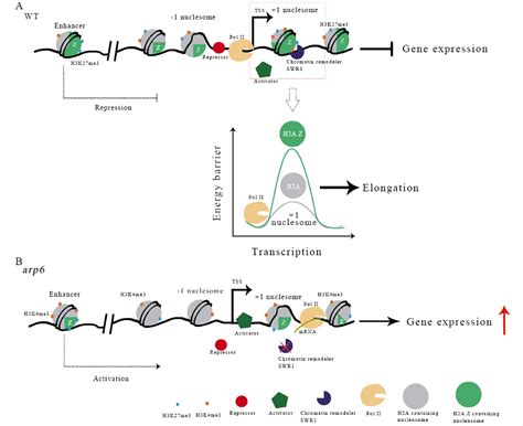 我中心秦源教授团队联合植保学院王宗华研究员团队在molecular Plant上发表研究成果 基因组与生物技术研究中心