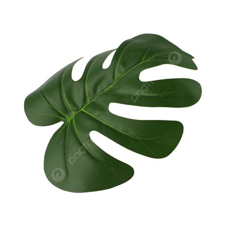 Turtle Leaf Plant Green Close Up Turtle Leaf Plant Green Png