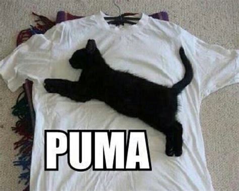 Funny Puma Logo Odd Stuff Magazine