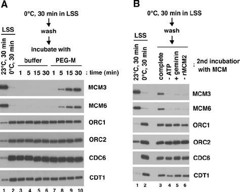 The Orc Cdc6 Cdt1 Complex Formed On Plasmid Beads Is Capable Of Loading