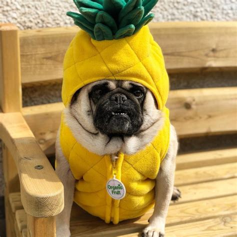 Pugs In Costumes