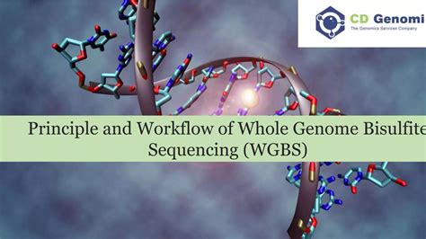 Principle And Workflow Of Whole Genome Bisulfite Sequencing Pptx Chemistry Science