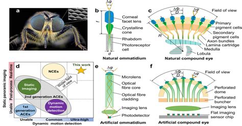 Optical Fibre Based Artificial Compound Eyes For Ultrafast Static And Dynamic Perception