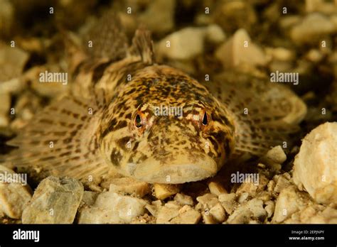 Prickly Sculpin
