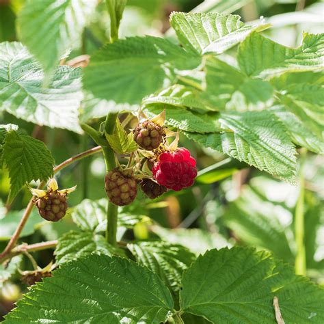 When To Plant Raspberry Canes According To Gardening Experts Ideal Home