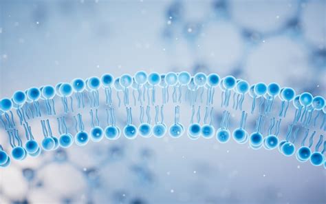 Using Qcm D In The Field Of Membrane Biophysics