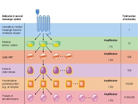 Human Physiology Unit 1 Intercellular Communication By Dr Boominathan