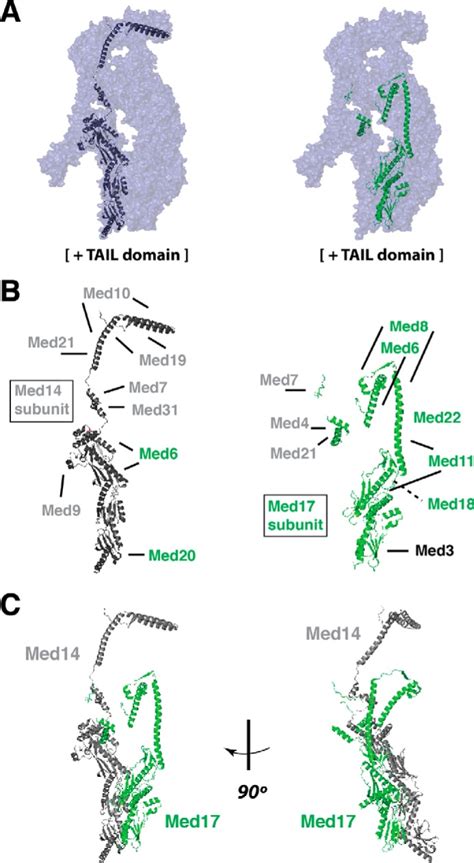 The Complex Structure And Function Of Mediator Pmc