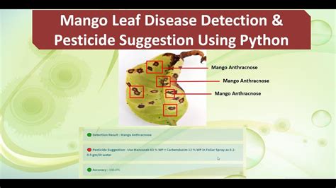 Mango Leaf Disease Detection Pesticide Suggestion Using Python Mango