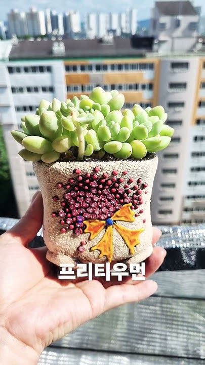 프리티다육에서 온 프리티우먼민공방분베란다걸이대다육장마철다육 Youtube