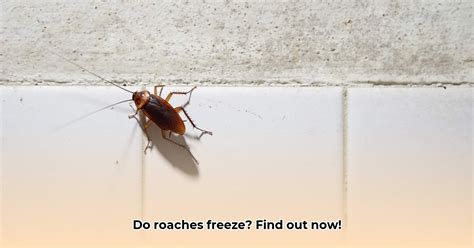 Do Roaches Like The Cold Winter Prevention Guide Chaztin