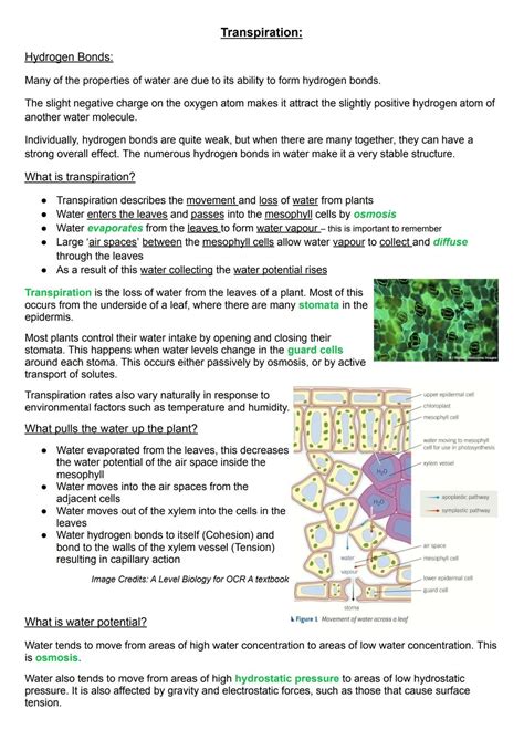 Simply Explained Understanding Plant Transpiration How It Works And