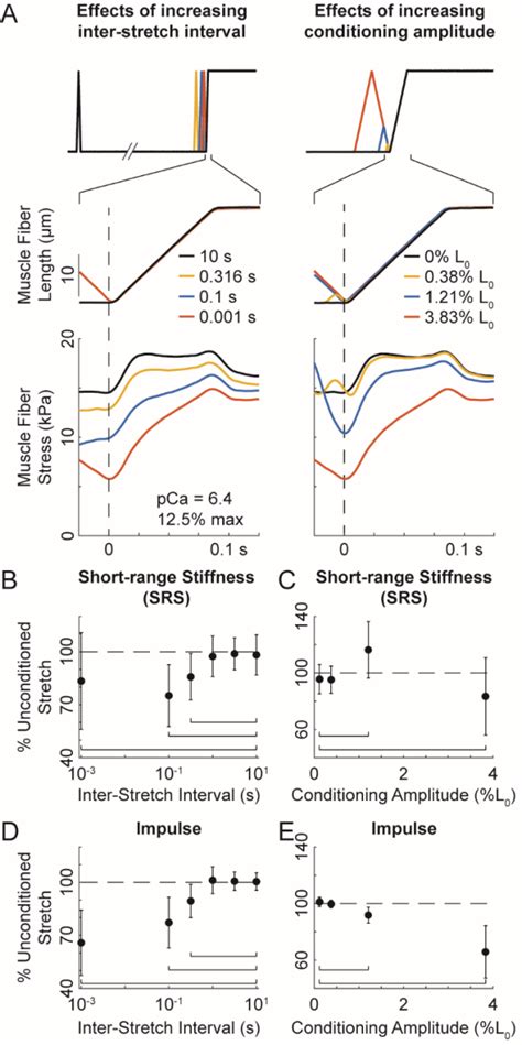 Independent Effects Of Inter Stretch Interval And Conditioning Stretch
