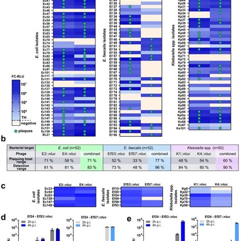 Reporter Phage Host Range Analysis And Infectivity In Human Urine And