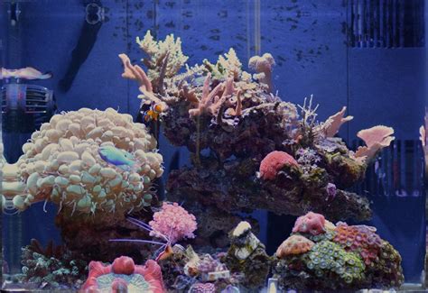 Reef Pi An Opensource Reef Tank Controller Based On Raspberry Pi