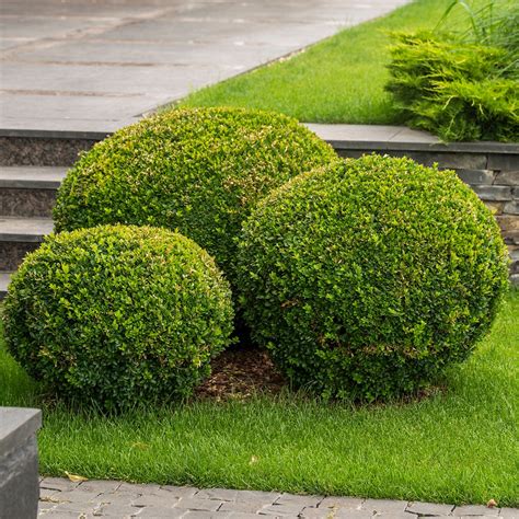 Wintergreen Boxwood Shrub Shrubs Perfect Plants Box Wood Shrub