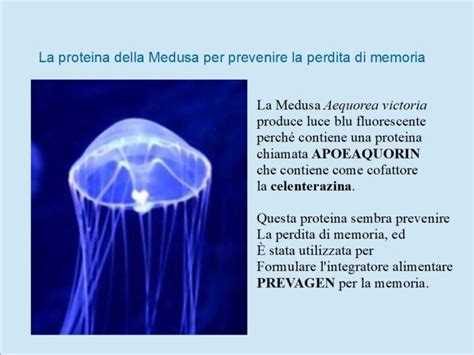 Apoaequorin Della Medusa Per Migliorare La Memoria ALIMENTAZIONE E NUTRACEUTICA
