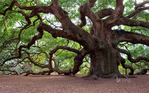 Millennium Trees Bing Theme Wallpaper Preview