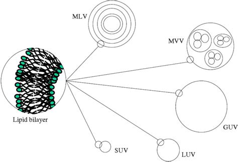 The Structure Of Lipid Bilayer And The Classification Of Liposomes 5