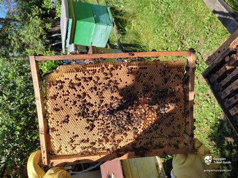 გურული ფუტკრის თაფლი Georgian Travel Guide