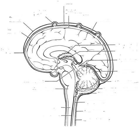 Sagittal Central Nervous System Diagram Quizlet