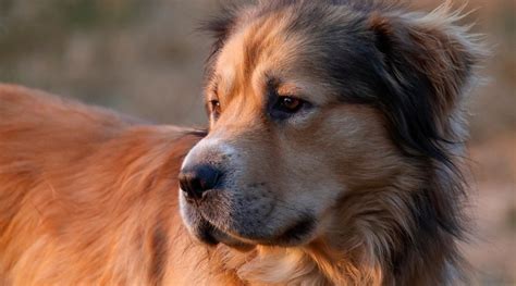 German Shepherd Golden Retriever Mix Breed Information Canine Journal