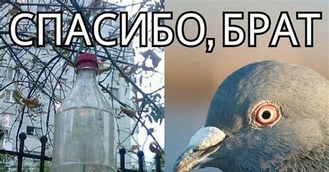 Кормушка | Пикабу