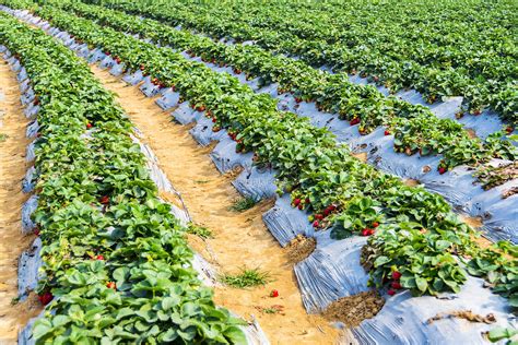 딸기 농장 사진 무료 다운로드 Lovepik