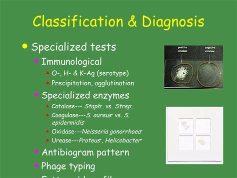 Classificationof Bacteria Ppt Biological Sciences Science