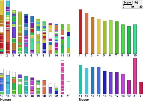 Difference Between Synteny And Collinearity Compare The Difference Between Similar Terms