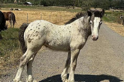 Lala Near Leopard Grey Gypsy Filly