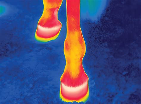 Thermogram Of The Left Forelimb With Normal Thermal Pattern Of The