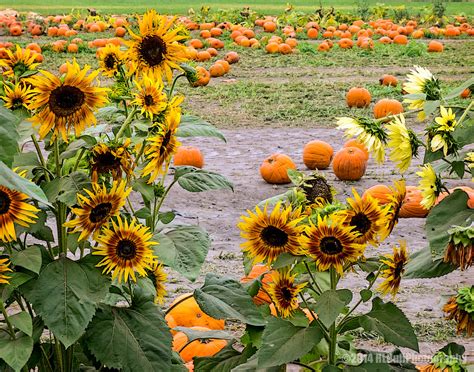 Sunflowers And Pumpkins The Pumpkin Patch Cal Poly Pomo Flickr
