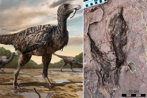 Dinosaur Fossil With Preserved Genital Orifice Hints How They Mated New Scientist