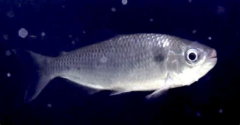 Aquarium Movies Japan Archive 生きている魚図鑑 ブリコン Sp Brycon Sp