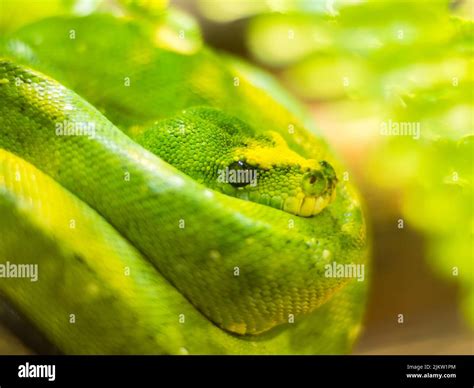 A Closeup Of A Cute Green Tree Python Curled Up On A Ball With Its Head Laying On Its Body Stock