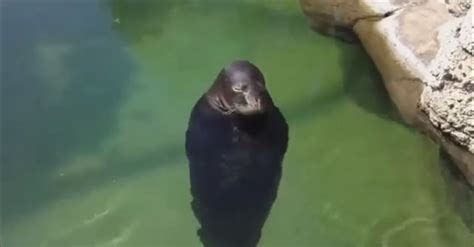 Spinning Seal Know Your Meme